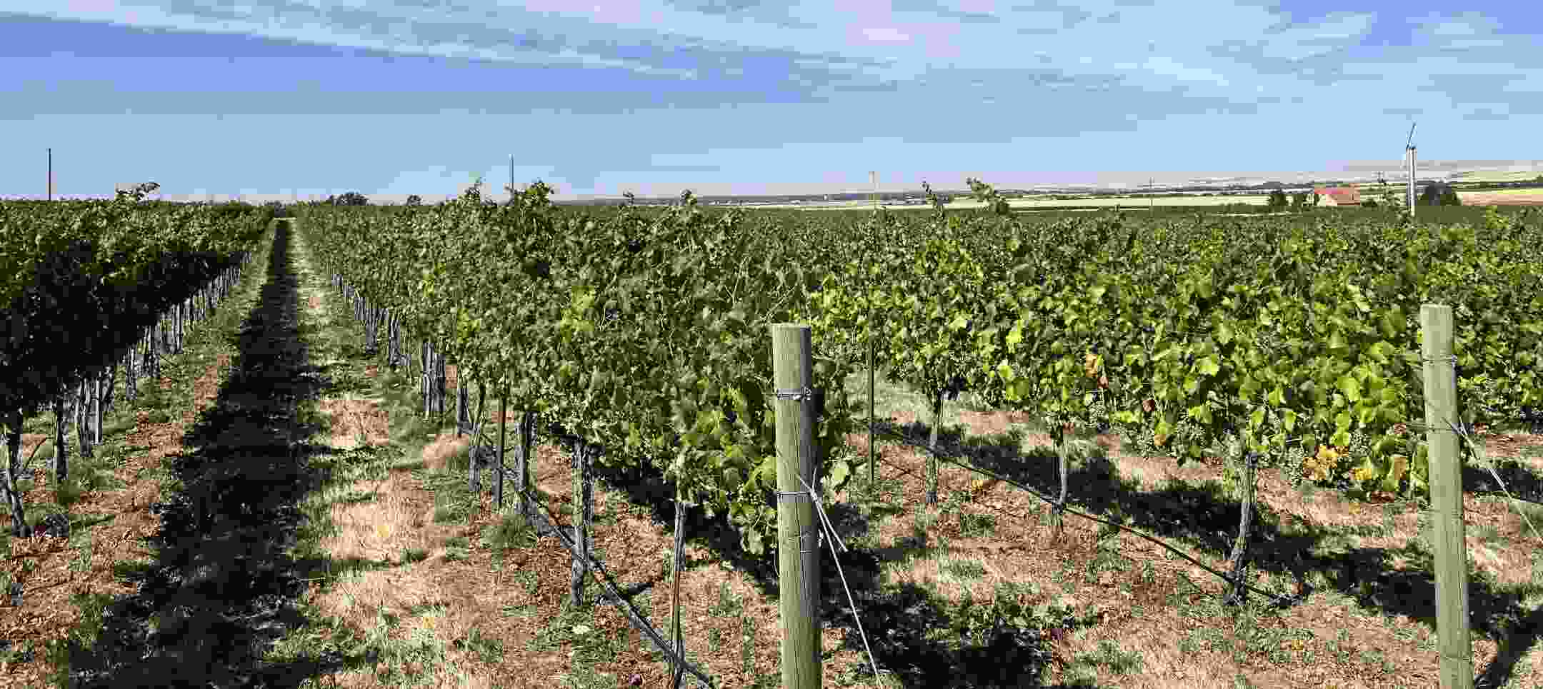 Summer Update from Birch Creek Vineyard - Dumas Station Wines