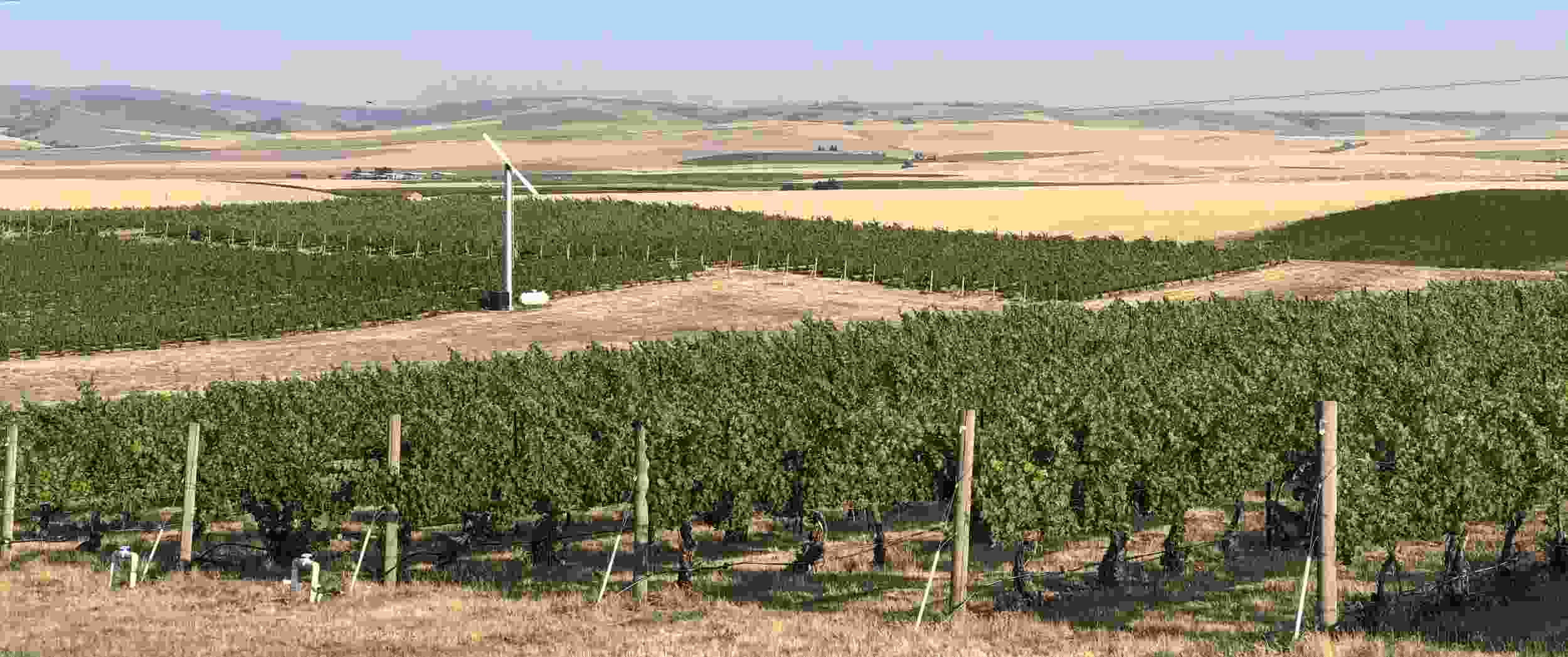 Summer 2025 Vineyard Report - Dumas Station Wines